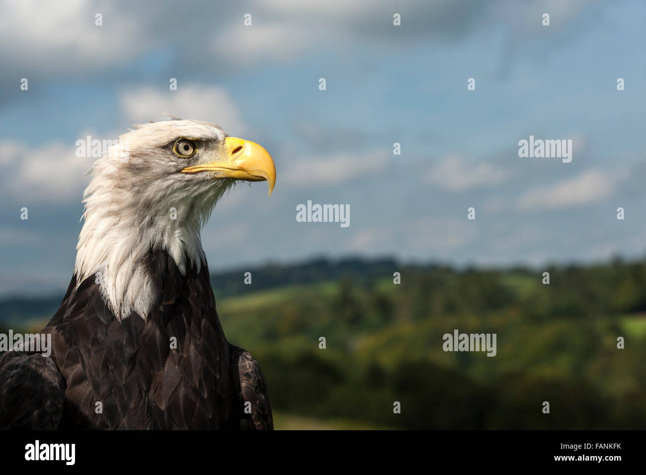 Bald Eagle (Haliaeetus leucocephalus) looking out with hills in the ...