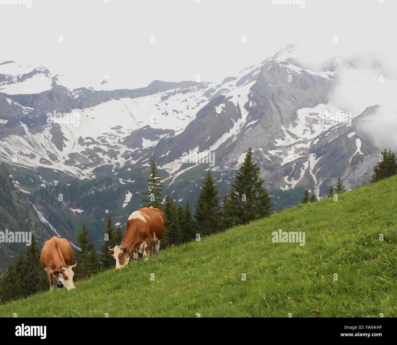 Grazing cows in the Swiss Alps Stock Photo - Alamy