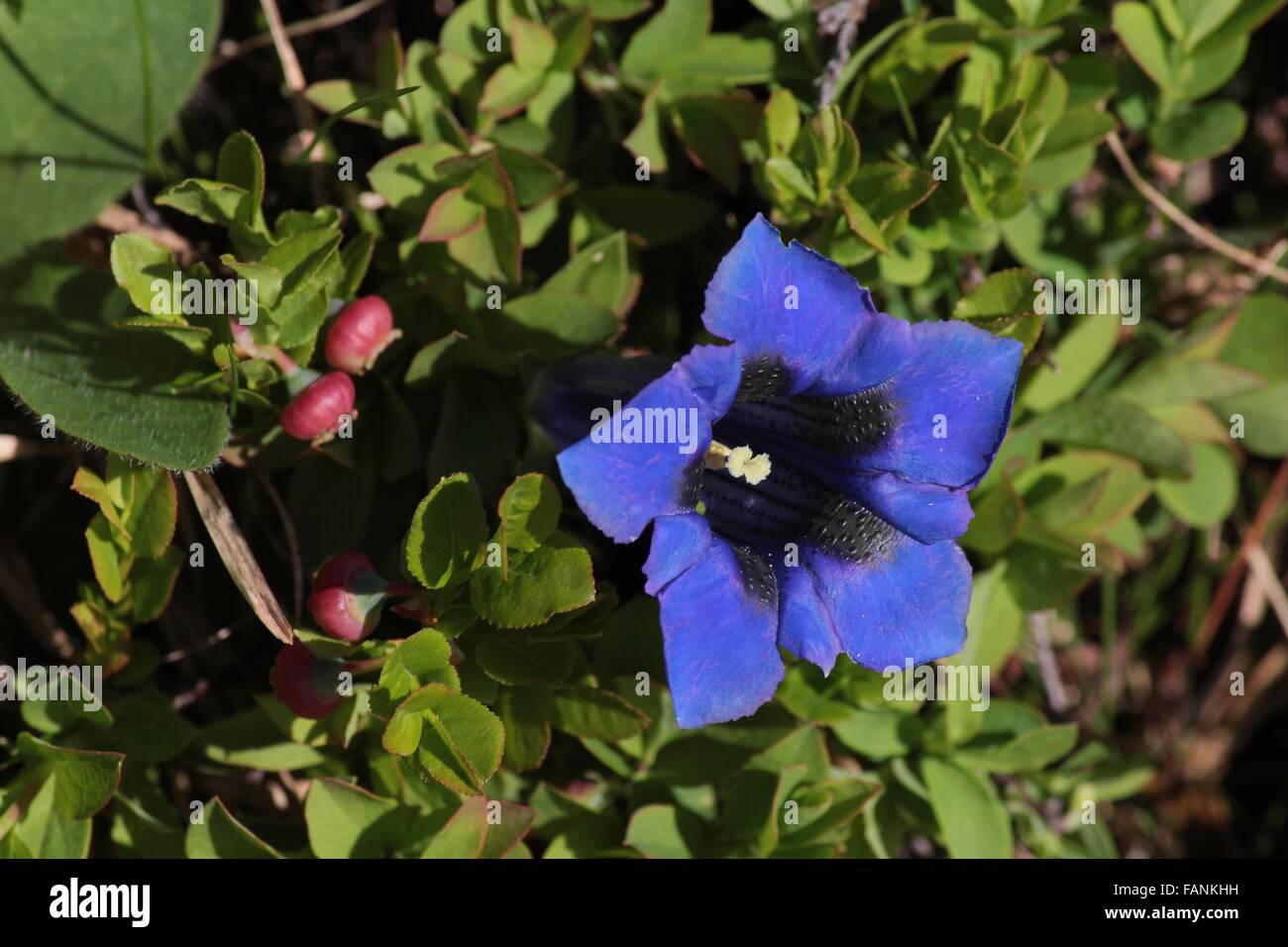 Blue gentian, wildflower of the Swiss Alps Stock Photo - Alamy