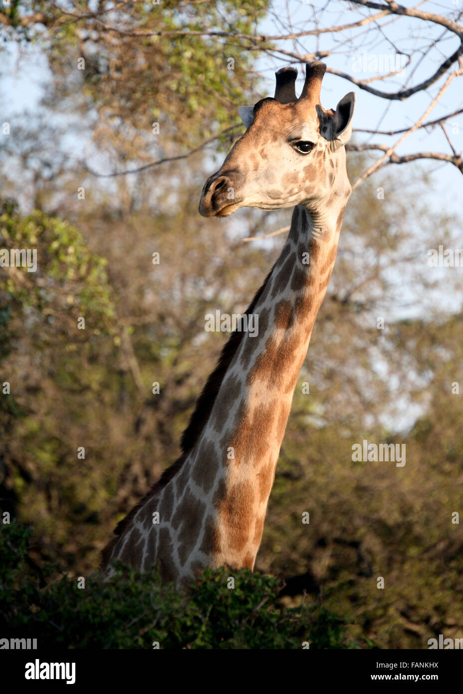 Giraffe neck hi-res stock photography and images - Alamy