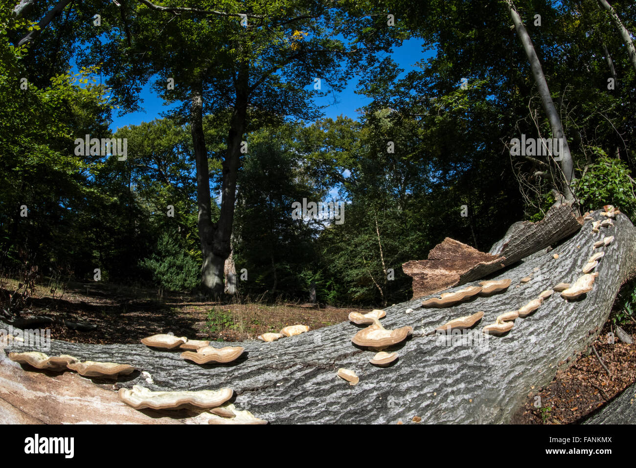 Forest trees Epping Forest, England, Great Britain, United Kingdom ...