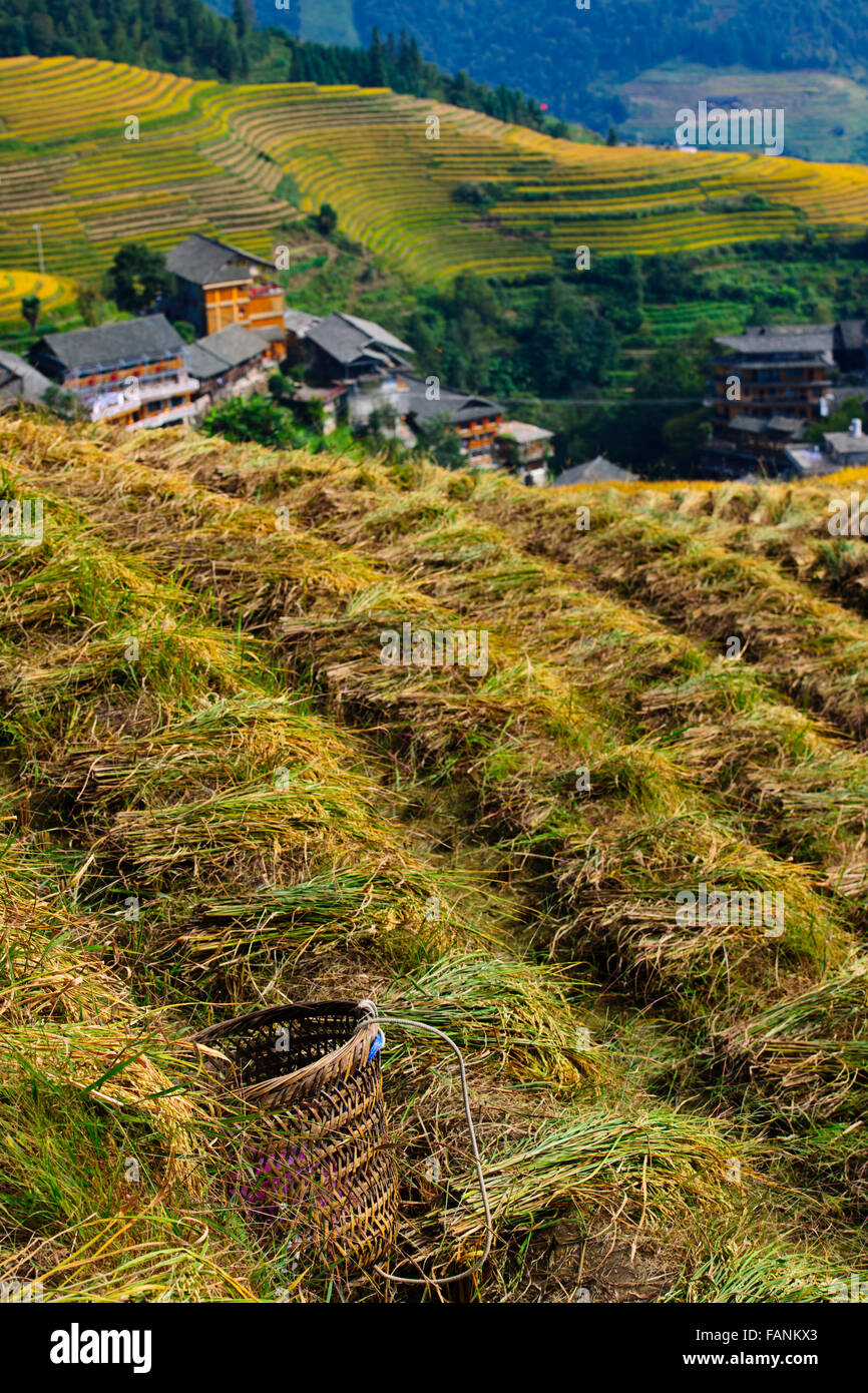 Longji Rice Terraces,Dazhai Villages, Surrounding Area,Rice Crops ...