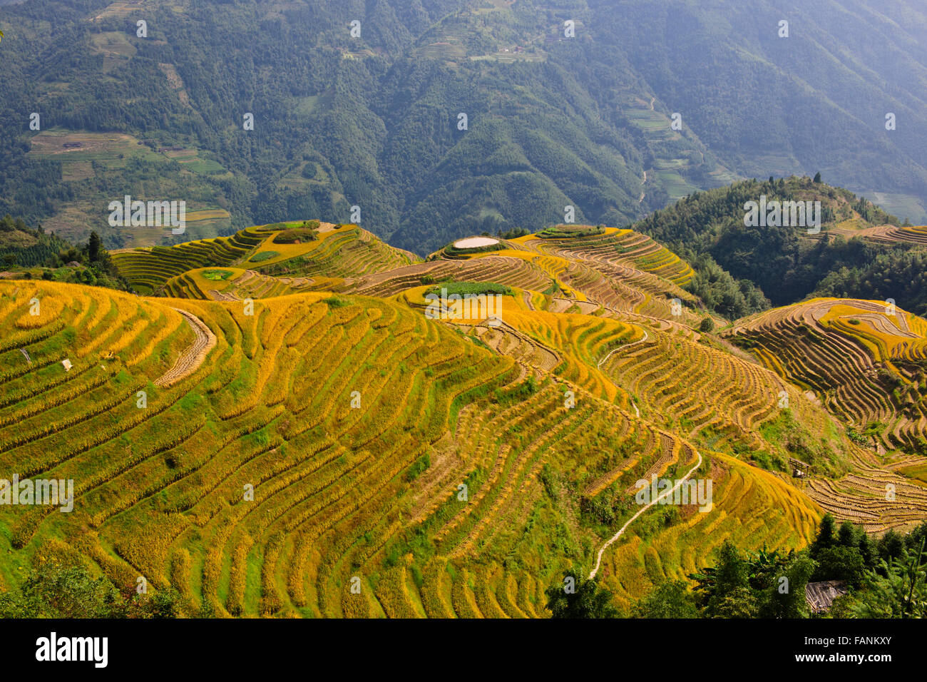 Longji Rice Terraces,Dazhai Villages, Surrounding Area,Rice Crops ...