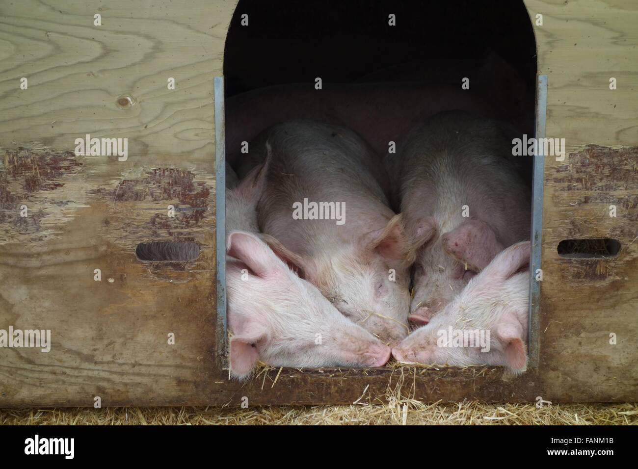 Group of sleeping pigs, Surrey Docks Farm, Rotherhithe, London SE16 ...