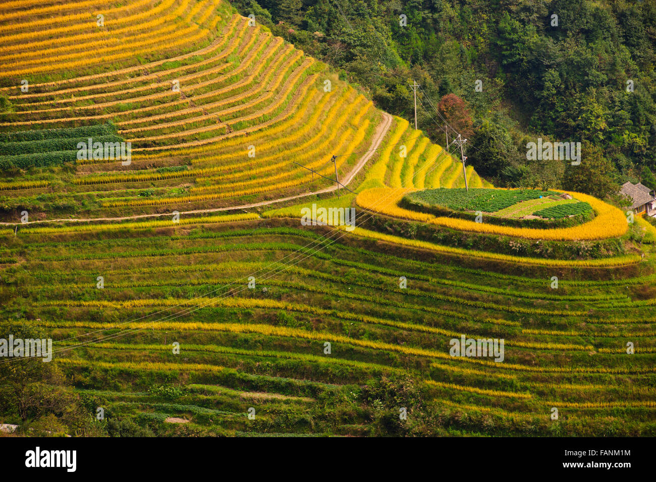 Longji Rice Terraces,Dazhai Villages, Surrounding Area,Rice Crops ...