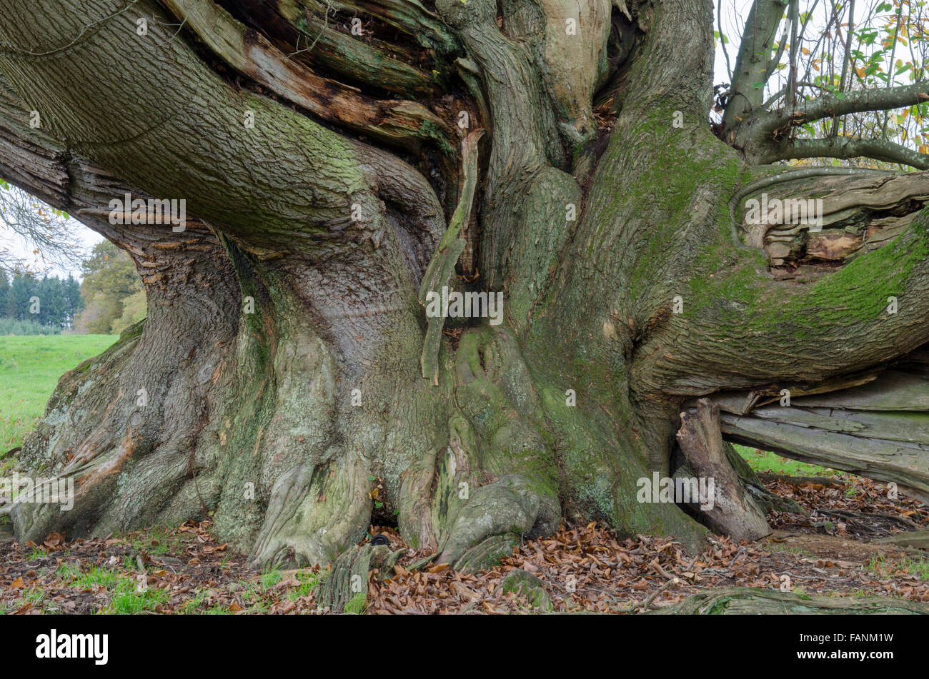 Biggest tree hi-res stock photography and images - Alamy