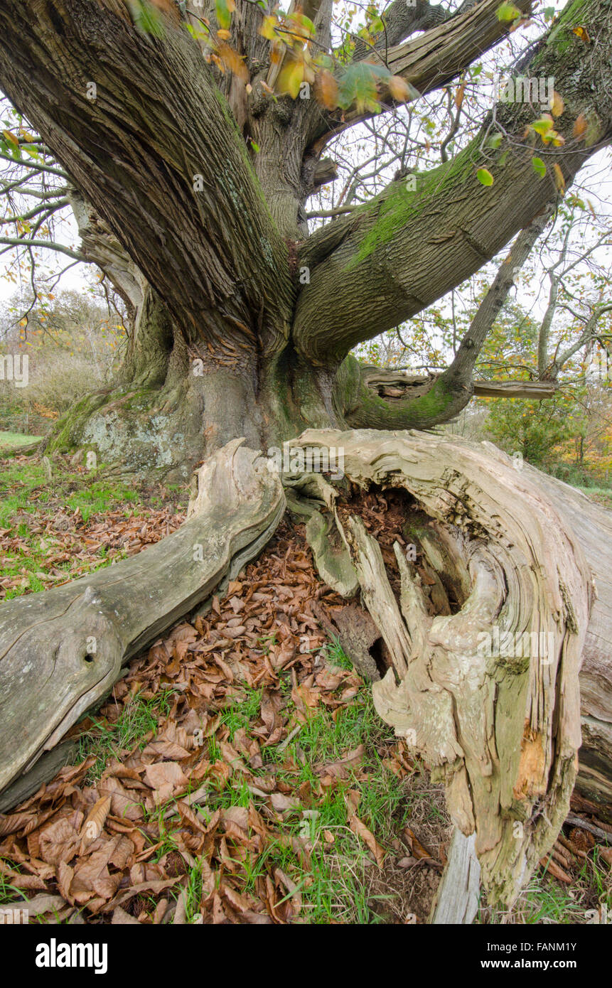 Biggest tree hi-res stock photography and images - Alamy