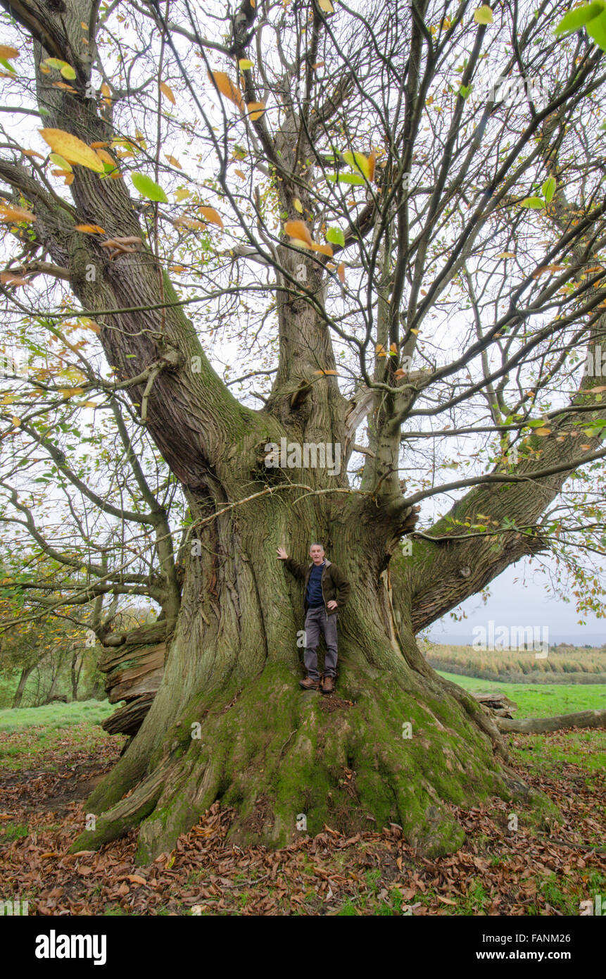 Cowdray Colossus, Sweet Chestnut tree [Castanea sativa]. Largest Sweet ...