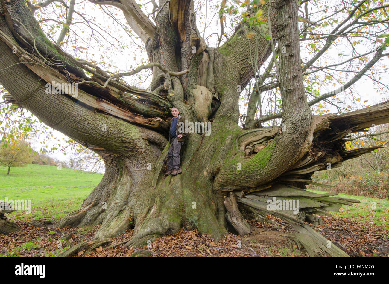Cowdray Colossus, Sweet Chestnut tree [Castanea sativa]. Largest Sweet ...