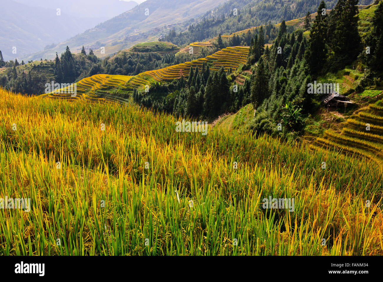 Longji Rice Terraces,Dazhai Villages, Surrounding Area,Rice Crops ...