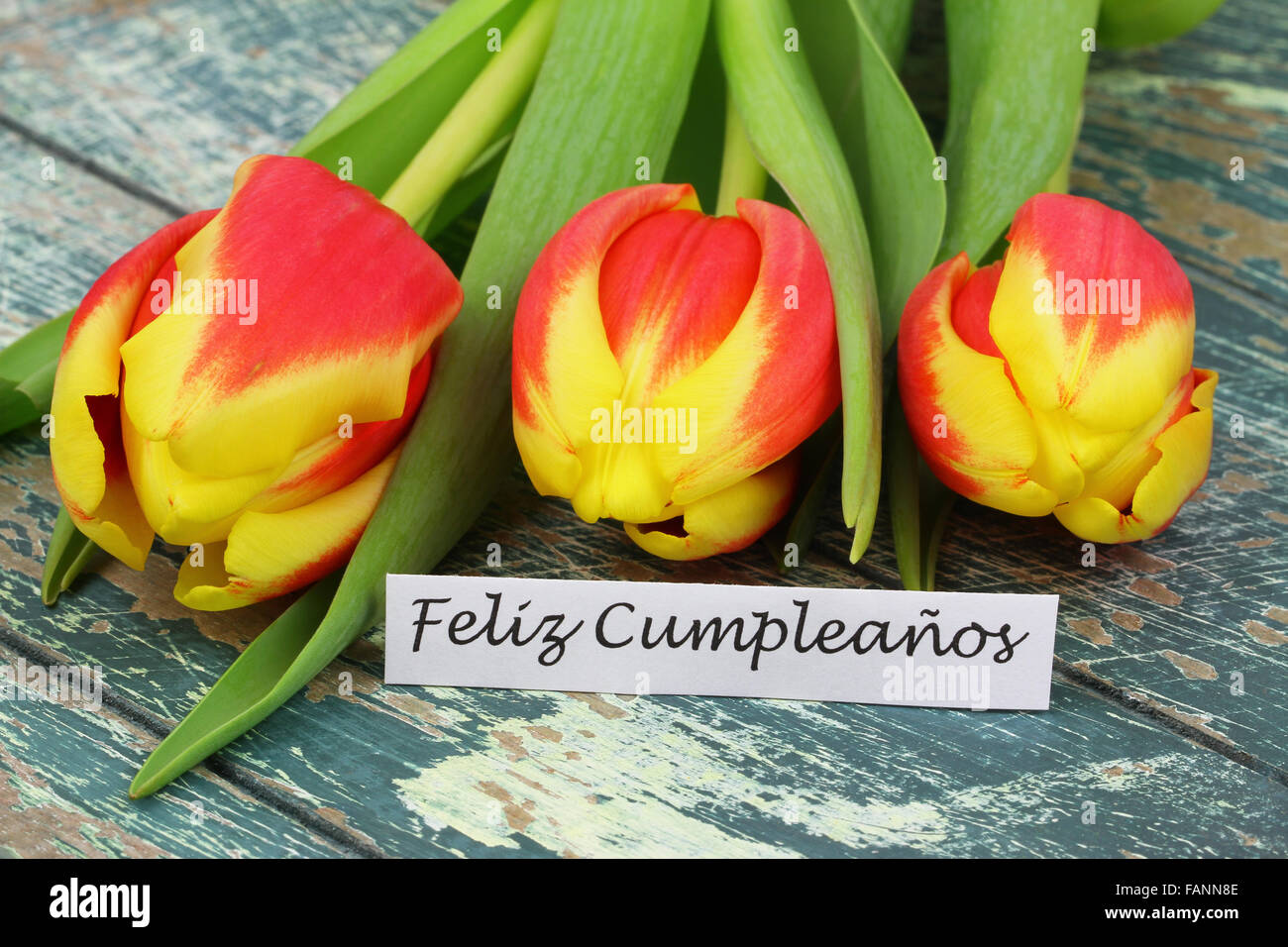 Feliz Cumpleanos (Happy Birthday in Spanish) card with colorful tulips ...