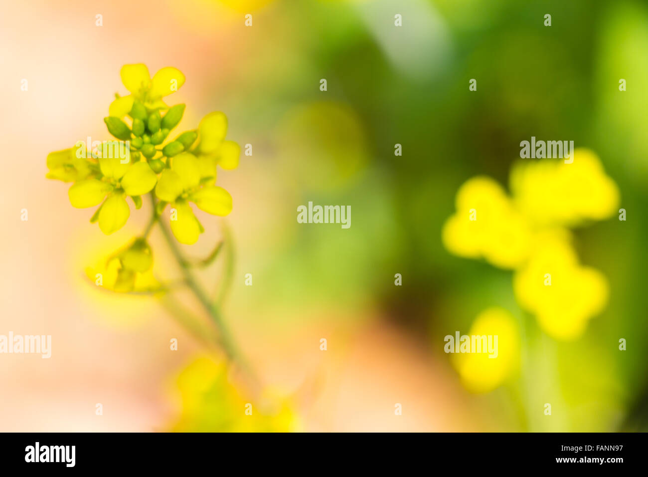 abstract blurred of bok choy flower Stock Photo - Alamy
