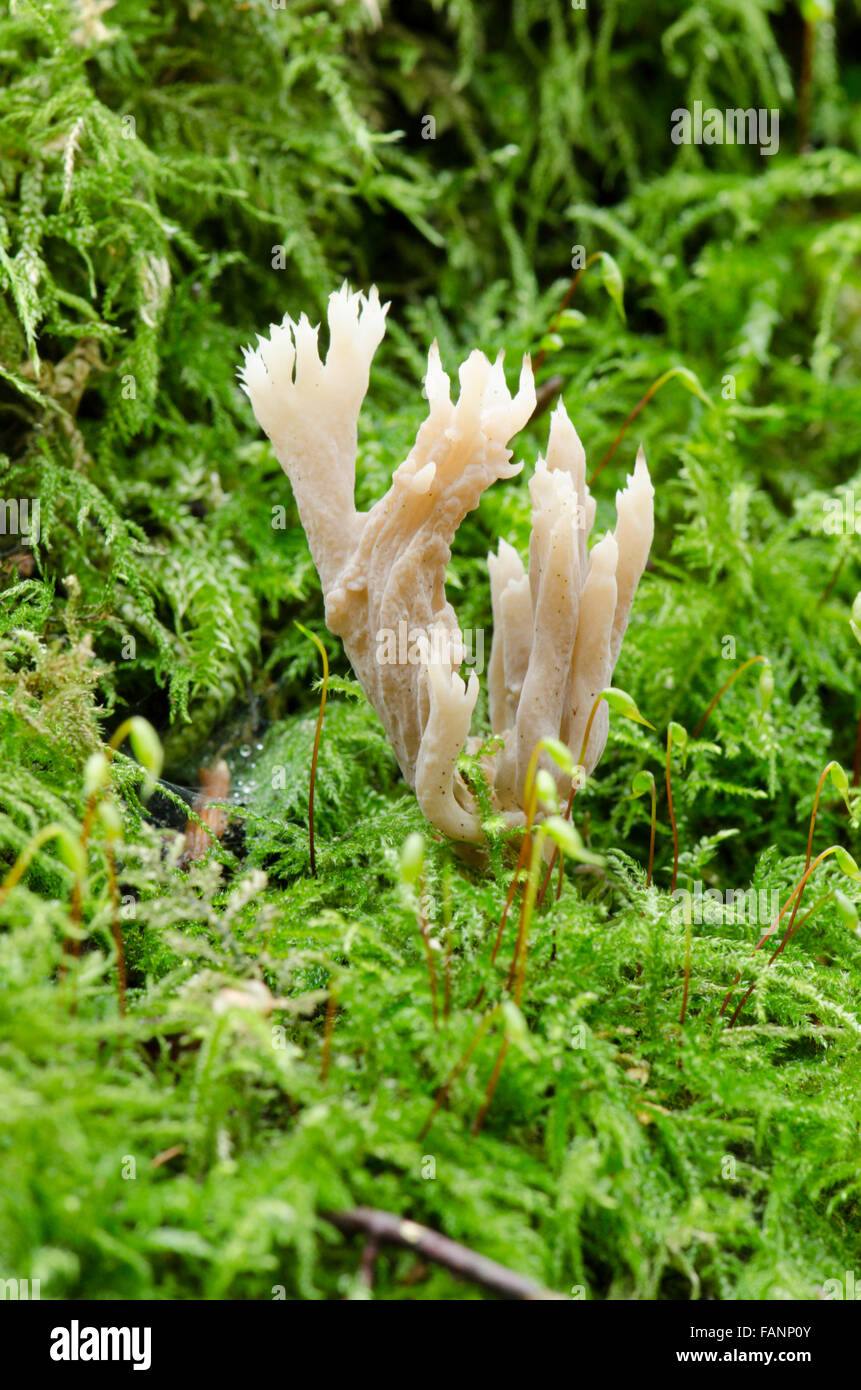 Stags horn fungi hi-res stock photography and images - Alamy