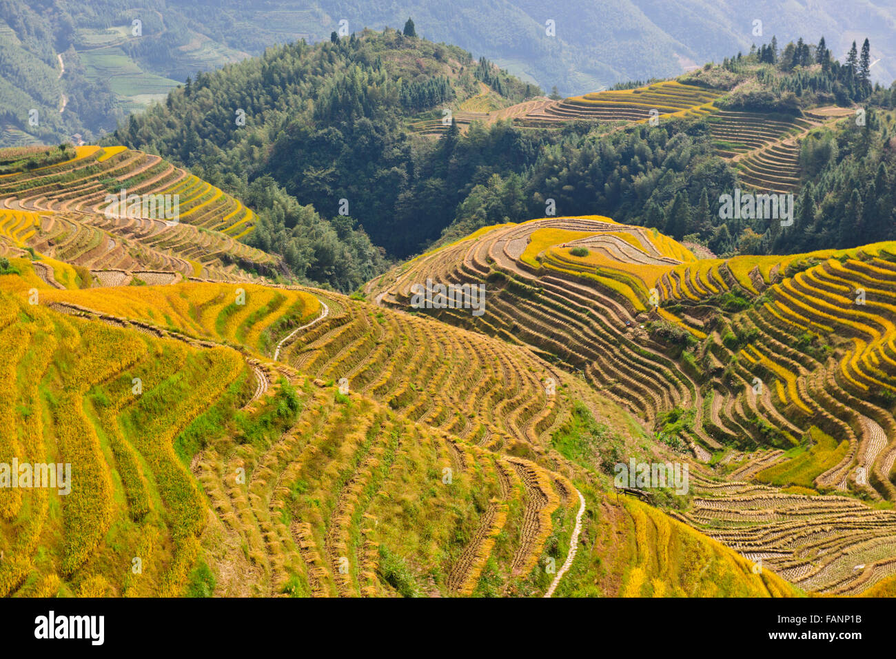 Longji Rice Terraces,Dazhai Villages, Surrounding Area,Rice Crops ...