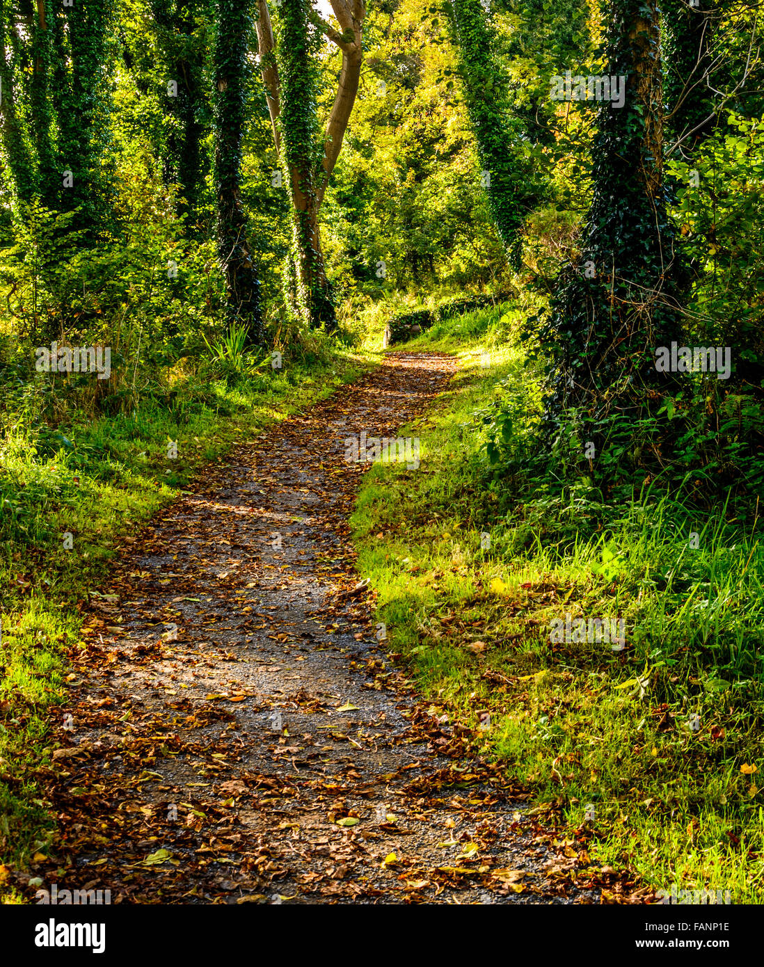A forest path winds its way through trees in the autumn sunshine near ...
