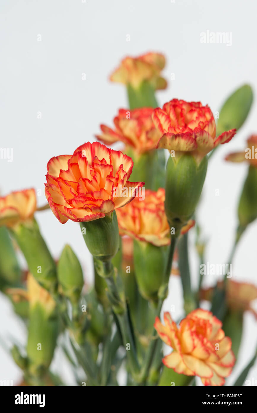 Yellow carnations hi-res stock photography and images - Alamy