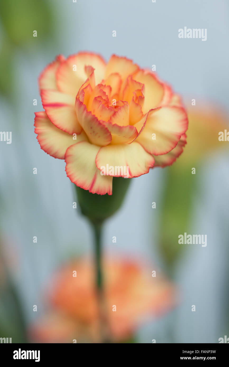 Field Carnation Flower High Resolution Stock Photography and Images - Alamy
