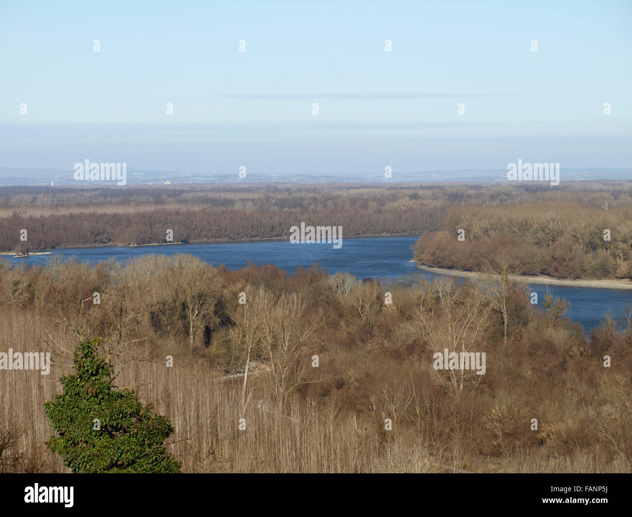 River and swamp vegetation in the Danube Delta Stock Photo - Alamy
