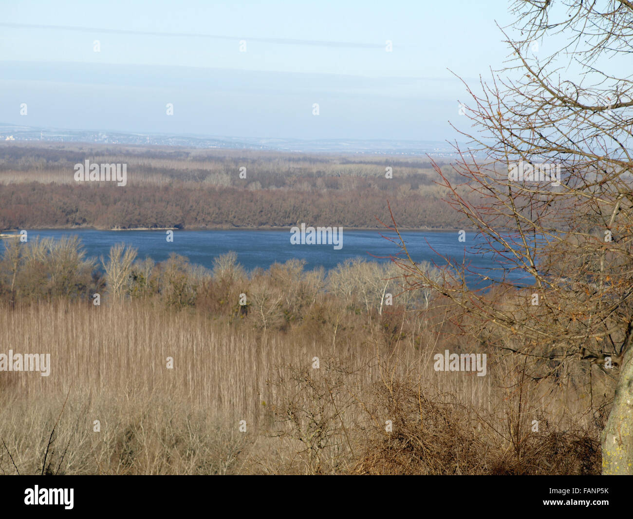 River and swamp vegetation in the Danube Delta Stock Photo - Alamy