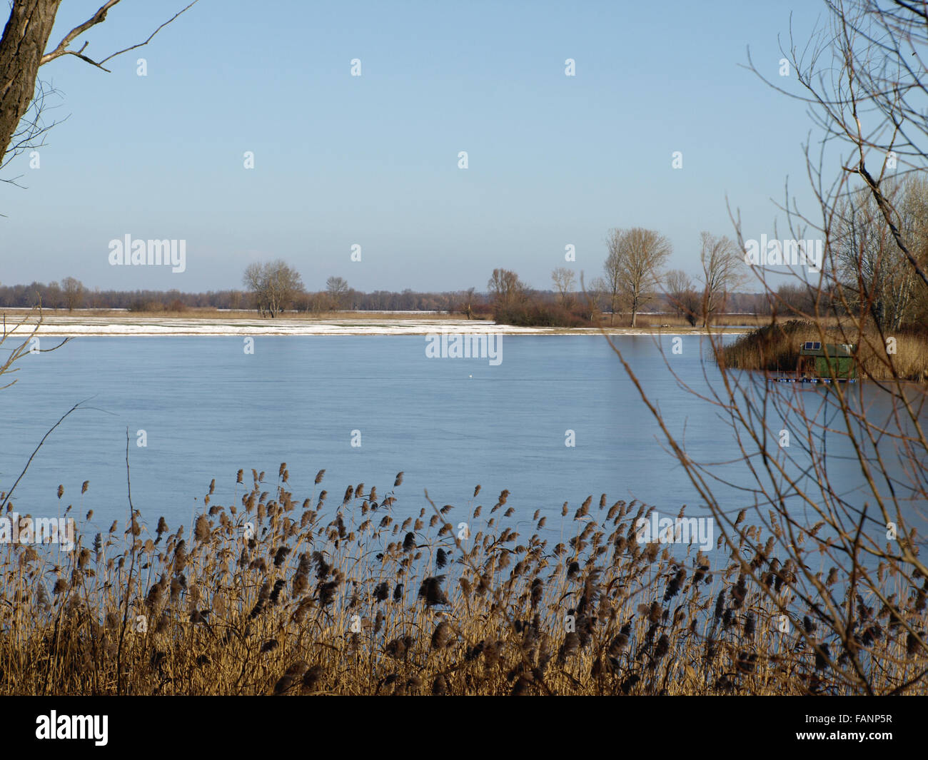 River and swamp vegetation in the Danube Delta Stock Photo - Alamy