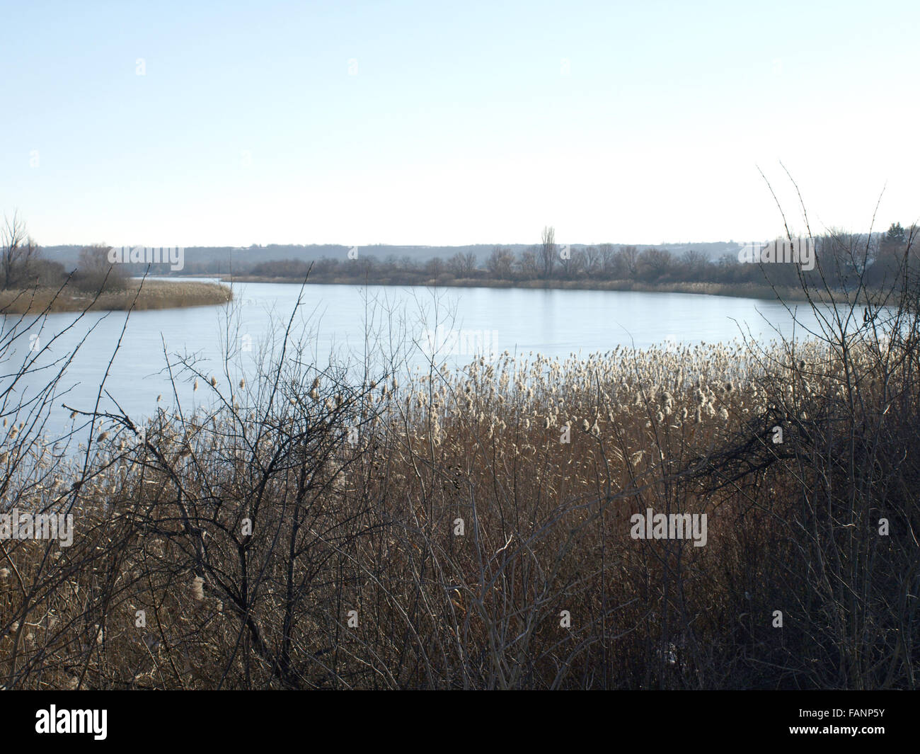 River and swamp vegetation in the Danube Delta Stock Photo - Alamy