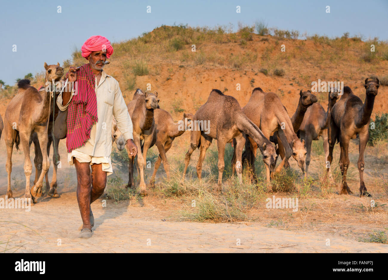Camel driver with his camels on the way to Pushkar Mela, Pushkar Camel ...