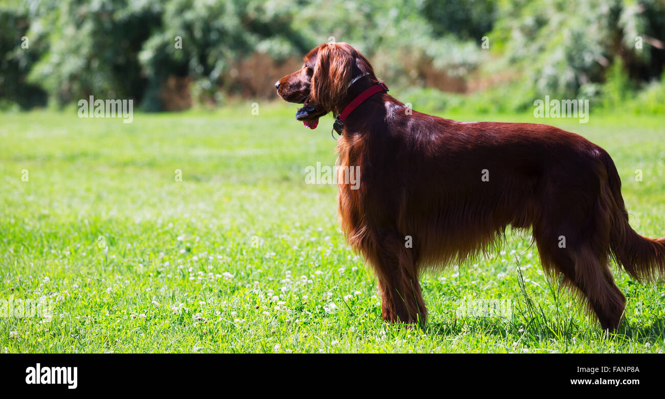 Red Irish Setter standing on grass at park Stock Photo - Alamy