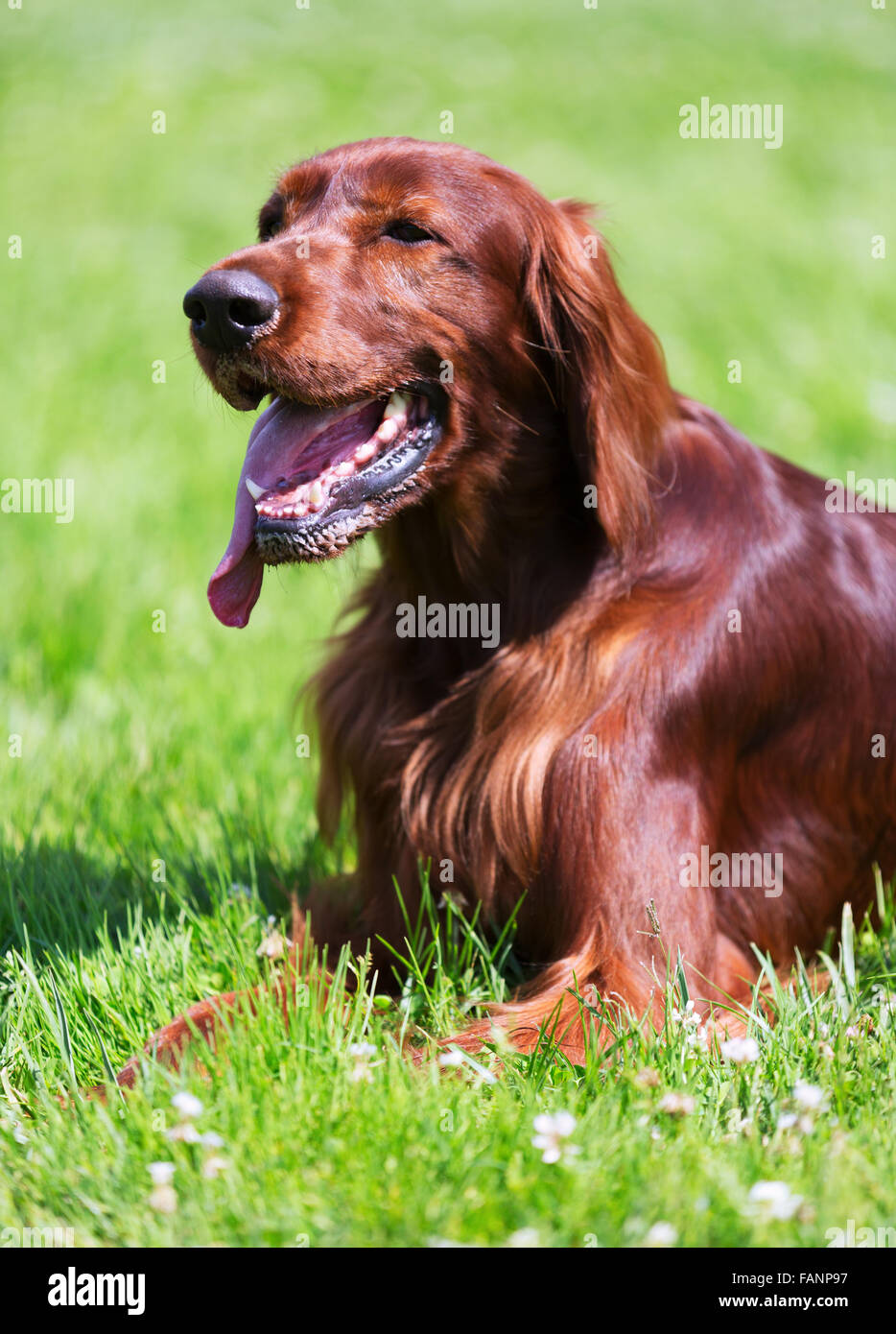 Red Irish Setter lying at park Stock Photo - Alamy