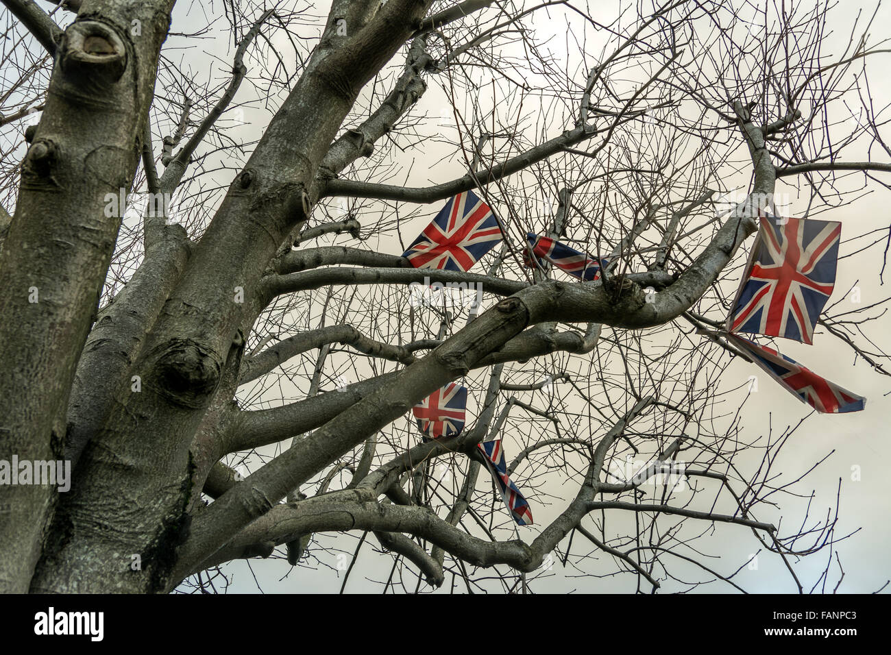 Union Jack bunting caught in a Belfast tree branches Stock Photo - Alamy