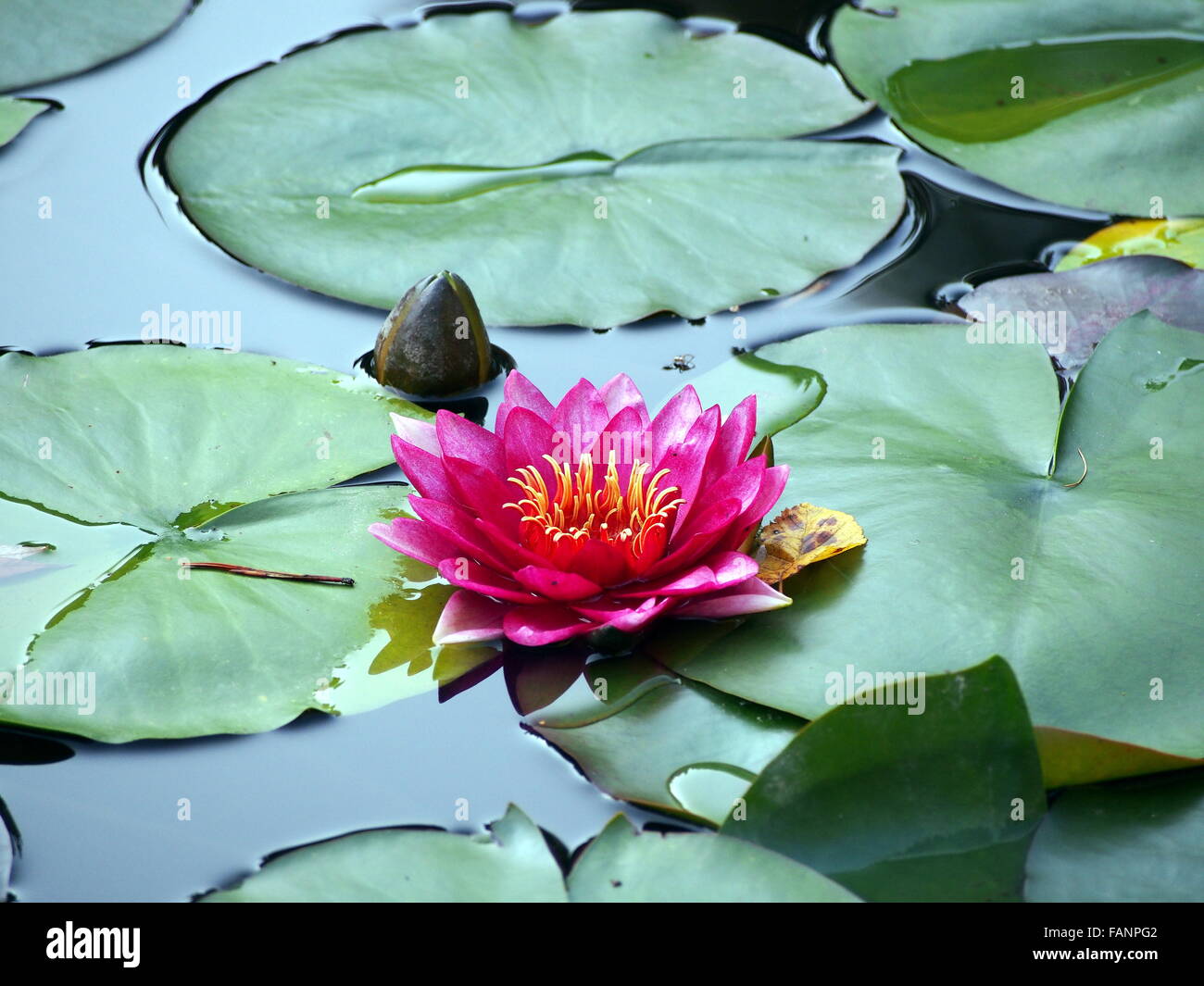 Water lily single flower hi-res stock photography and images - Alamy