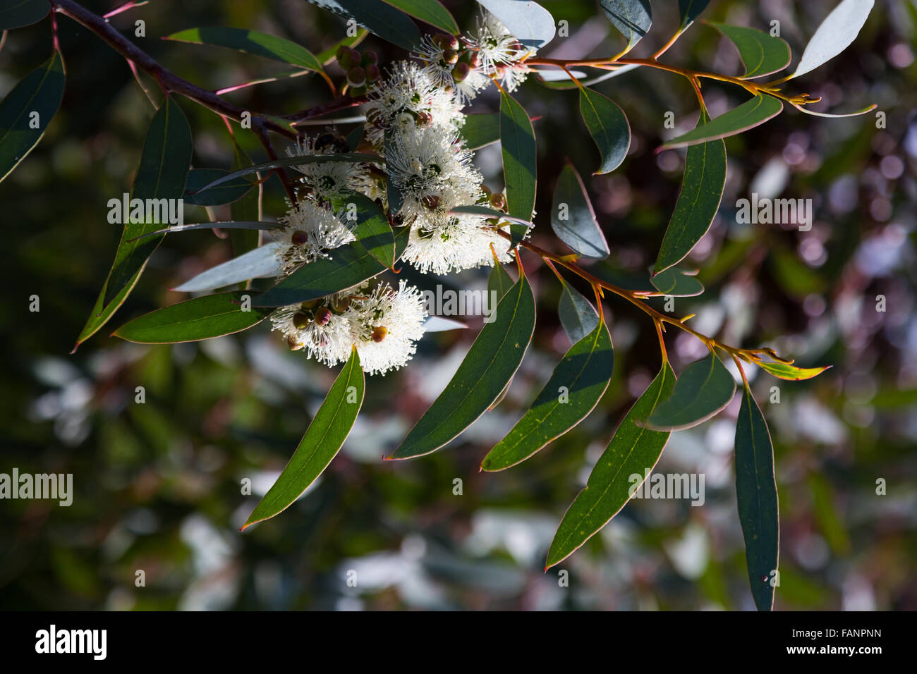 Australian soap tree hi-res stock photography and images - Alamy