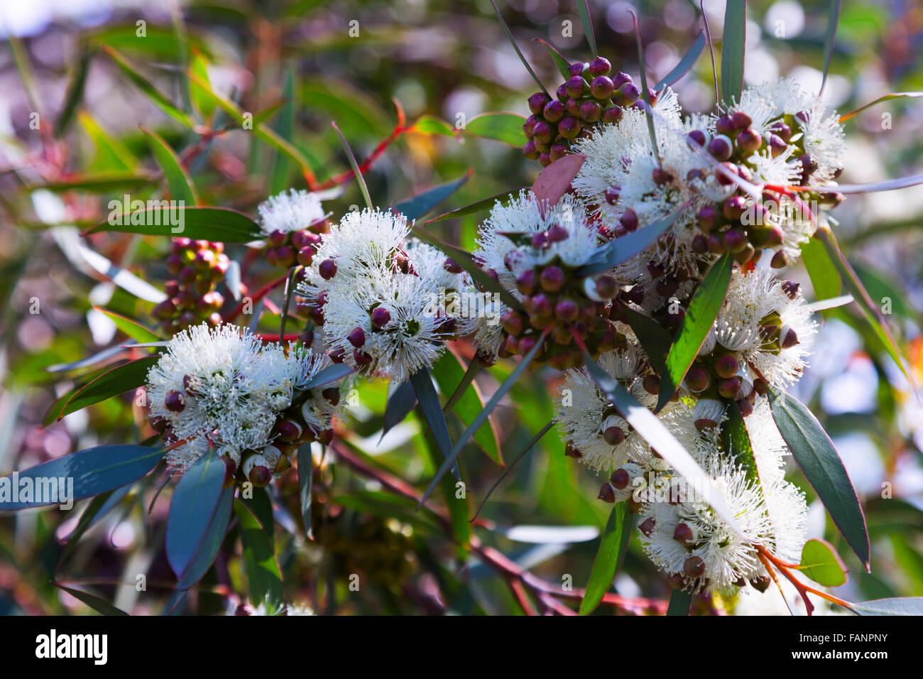 Eucalyptus diversifolia hi-res stock photography and images - Alamy