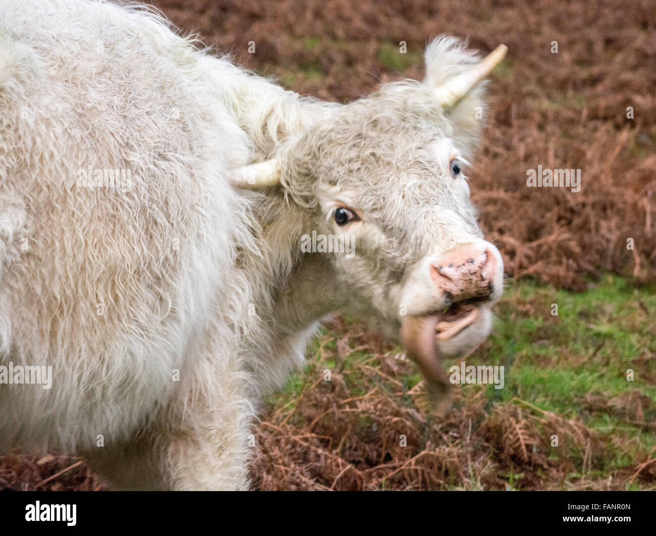 Tongue cow hi-res stock photography and images - Alamy