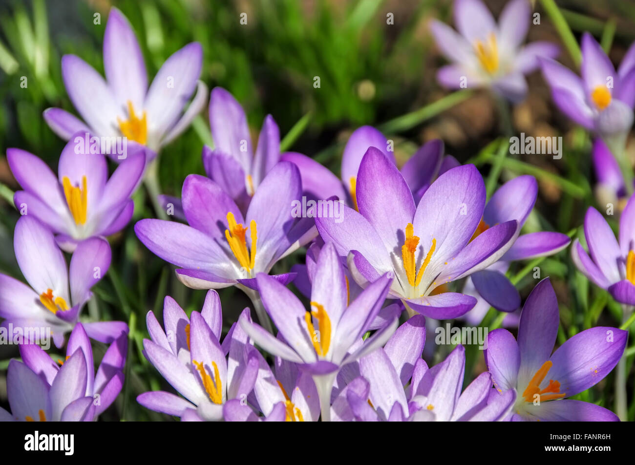 Krokus - Crocus 140 Stock Photo - Alamy