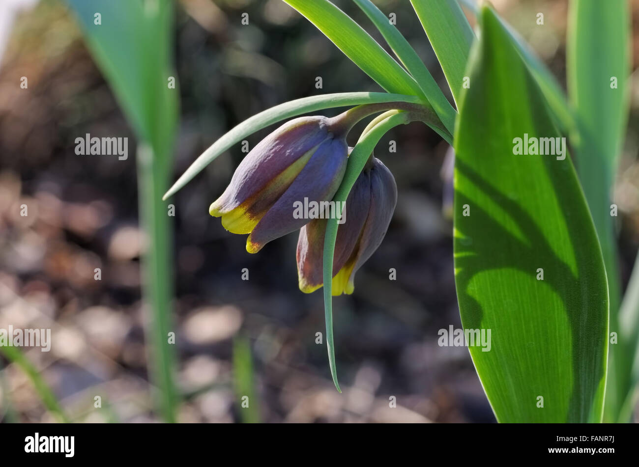 Chess flower hi-res stock photography and images - Alamy