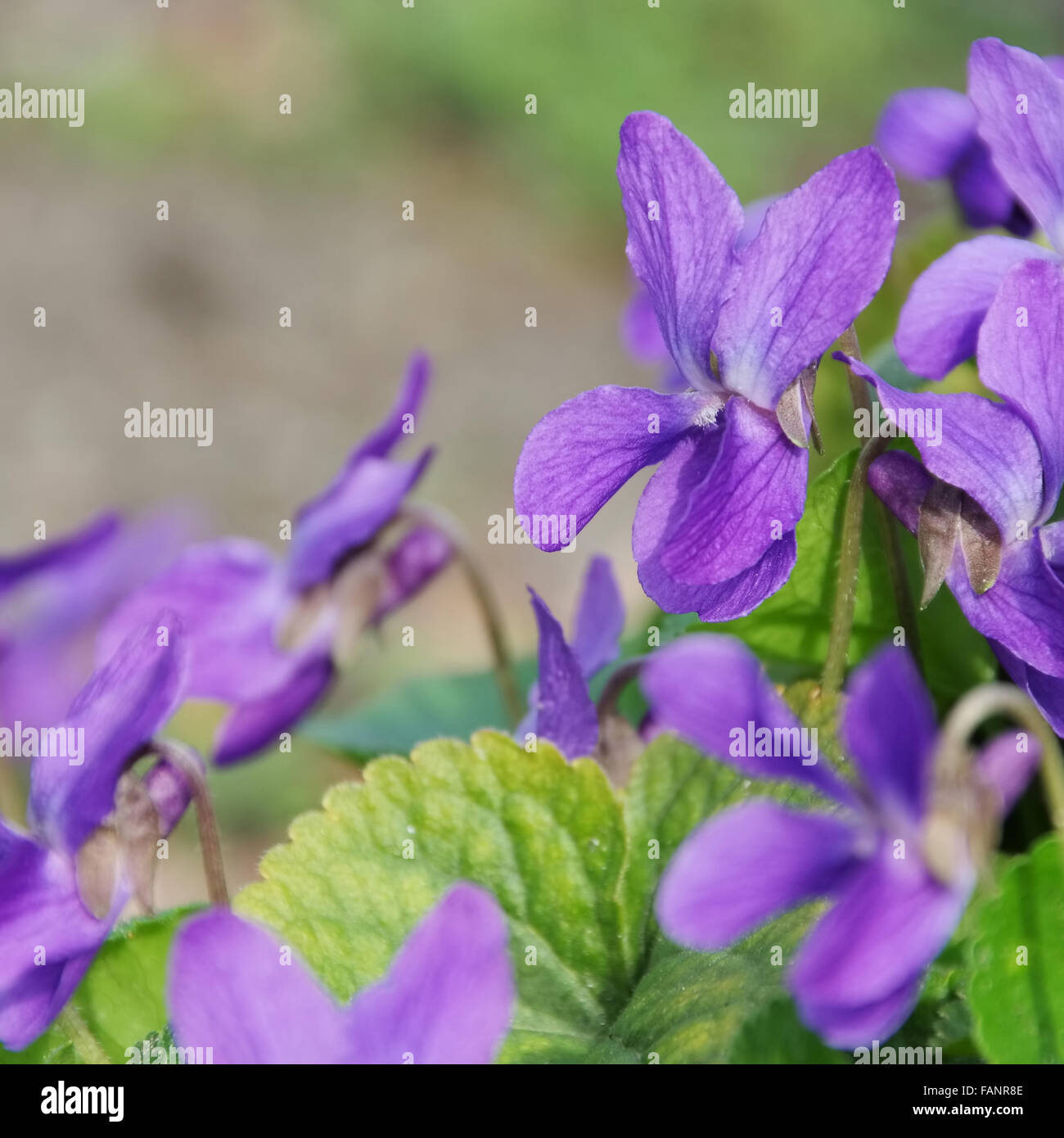 Veilchen - Viola odorata 02 Stock Photo - Alamy