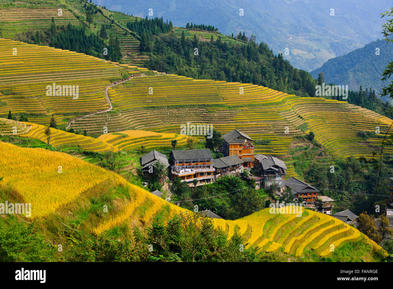Longji Rice Terraces,Dazhai Villages, Surrounding Area,Rice Crops ...