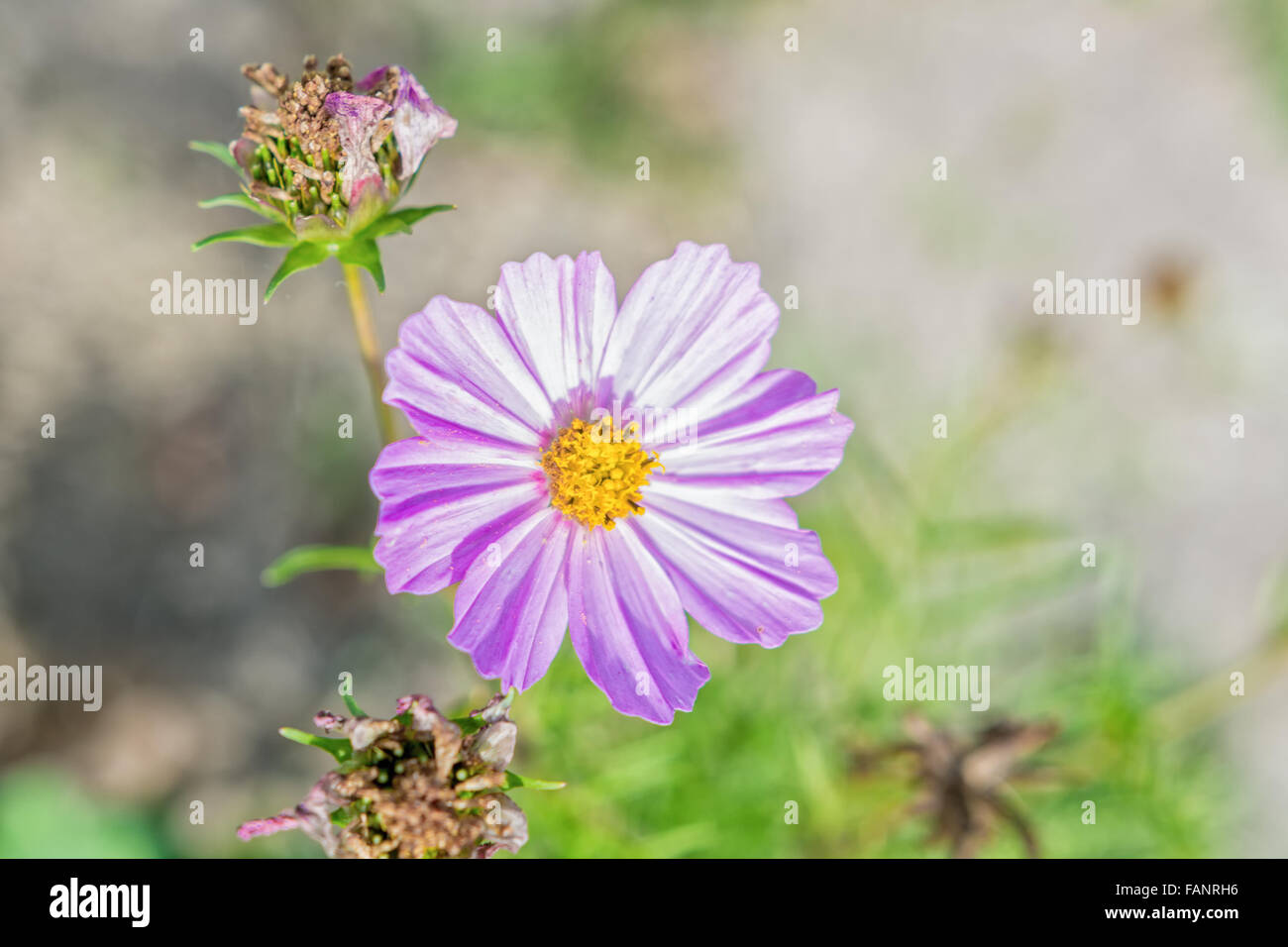 Fuchsia colored flower hi-res stock photography and images - Alamy