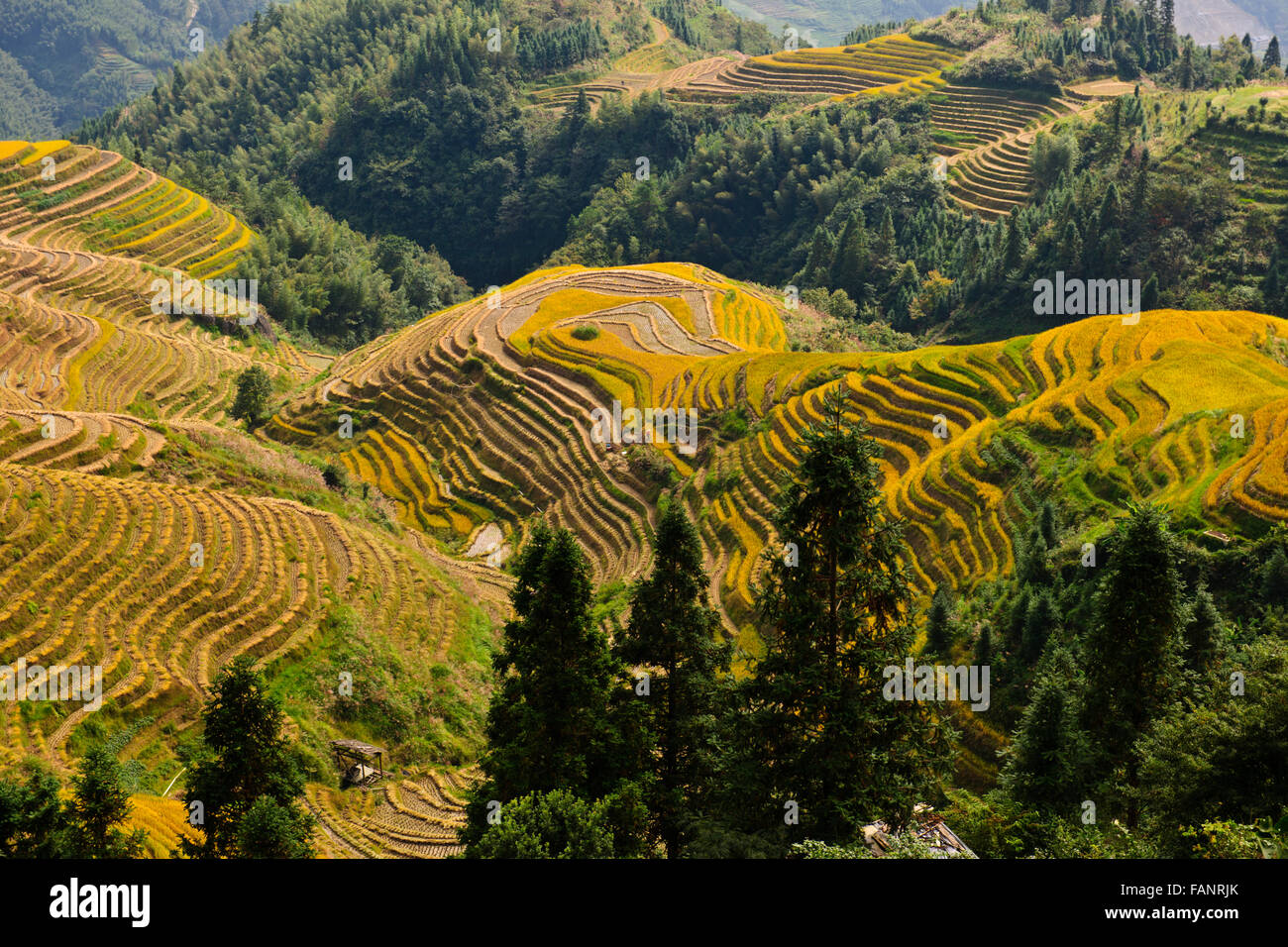 Longji Rice Terraces,Dazhai Villages, Surrounding Area,Rice Crops ...