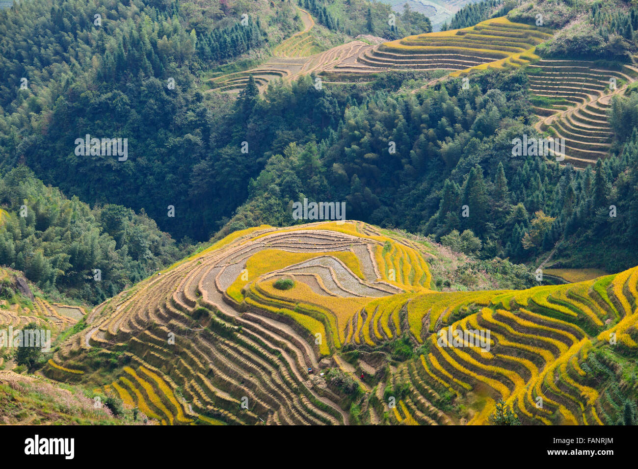 Longji Rice Terraces,Dazhai Villages, Surrounding Area,Rice Crops,Zhuang and Yao Villages ...