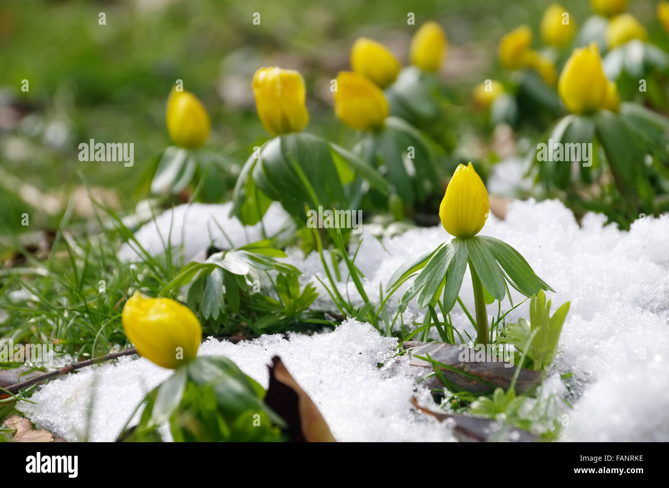 Winterling - winter aconite 01 Stock Photo - Alamy