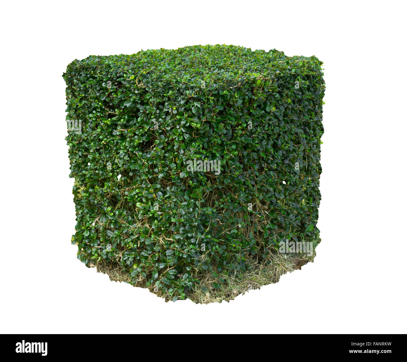 Box shape bush isolated with clipping path Stock Photo - Alamy