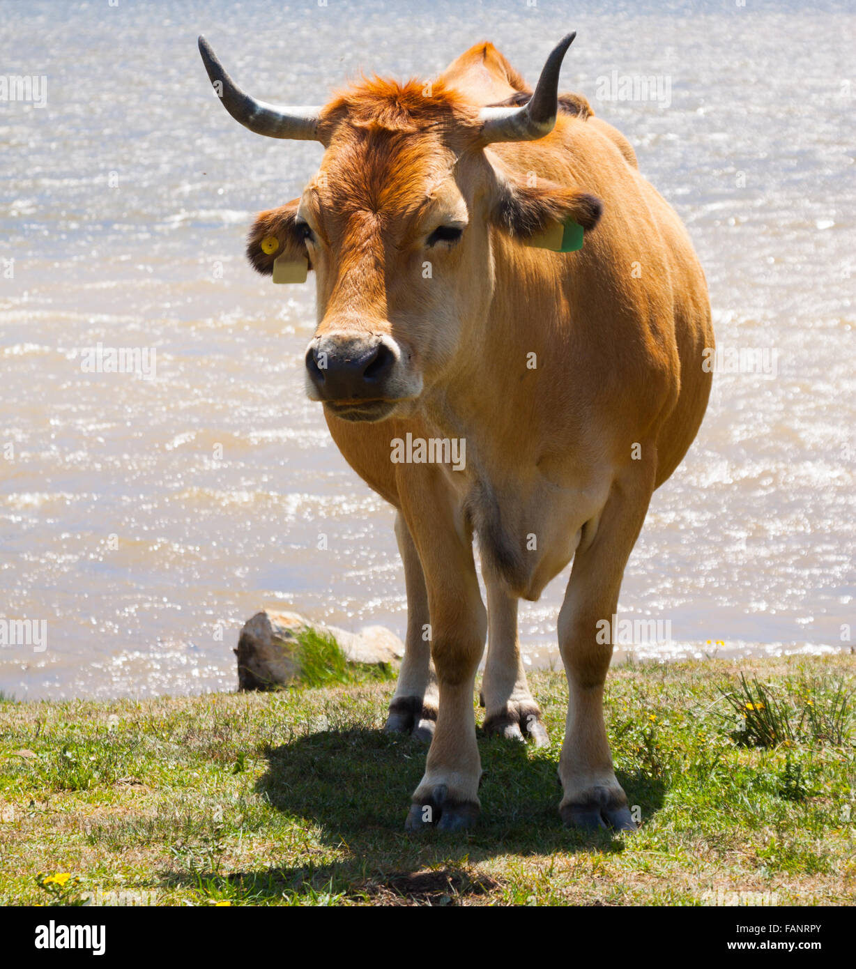 cow in summer. Asturias, Spain Stock Photo - Alamy