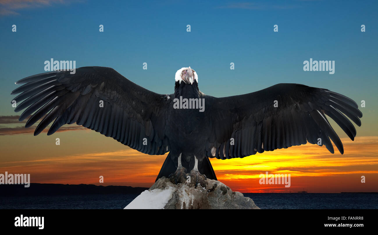 Andean condor on rock against sunset sky background Stock Photo - Alamy