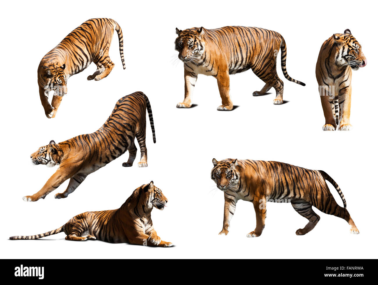 set of tigers. Isolated over white background with shade Stock Photo ...