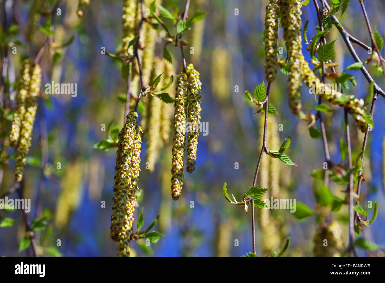 Birch pollen hi-res stock photography and images - Alamy