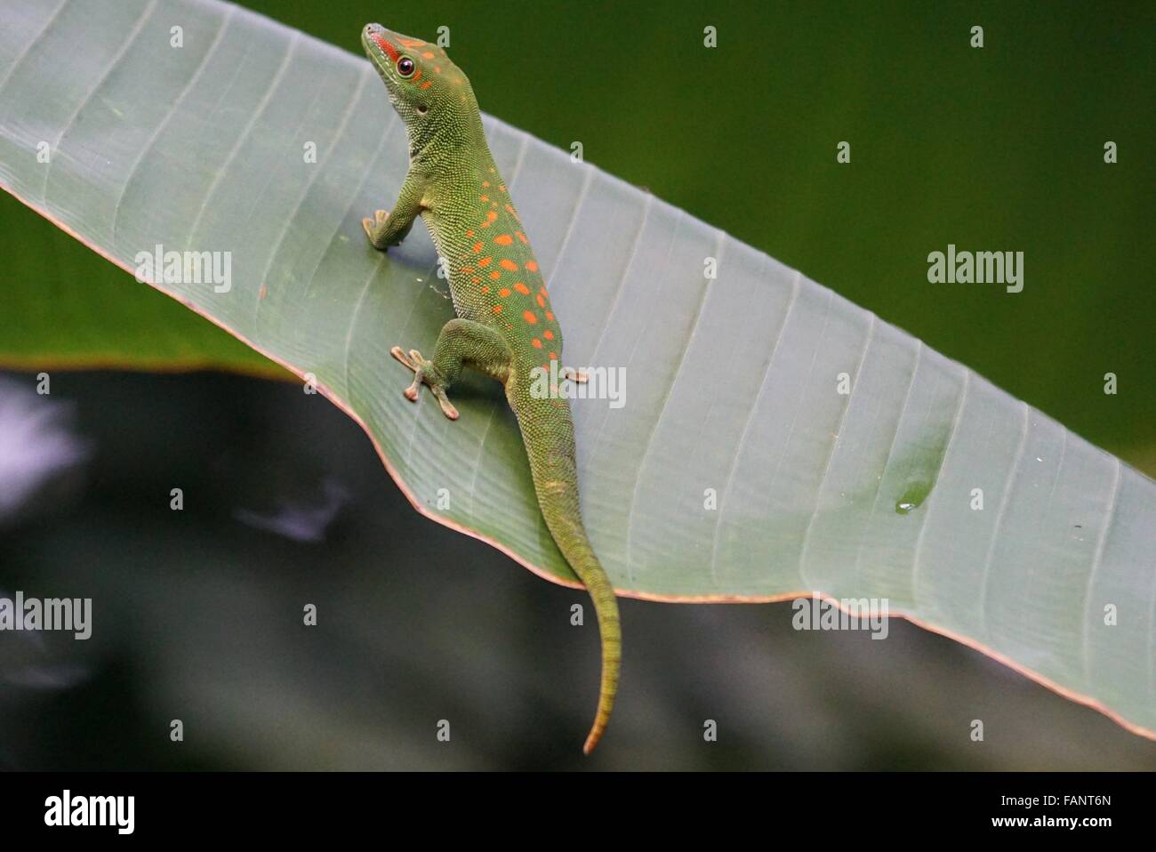 Geko High Resolution Stock Photography and Images - Alamy