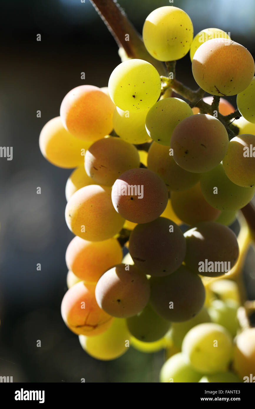 Close up ripe grape clusters hi-res stock photography and images - Alamy