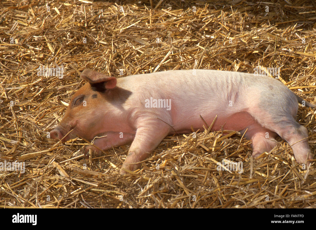 Pig sleeping in hay in barn yard in sun, Missouri, USA Stock Photo - Alamy