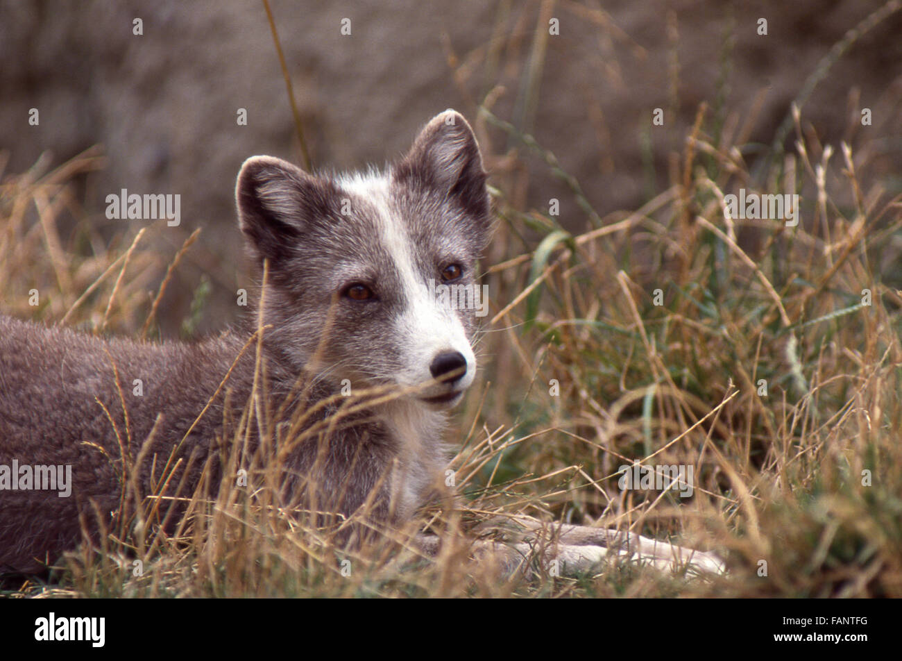 Artic fox, Alopex lagopus, in summer coat Stock Photo - Alamy
